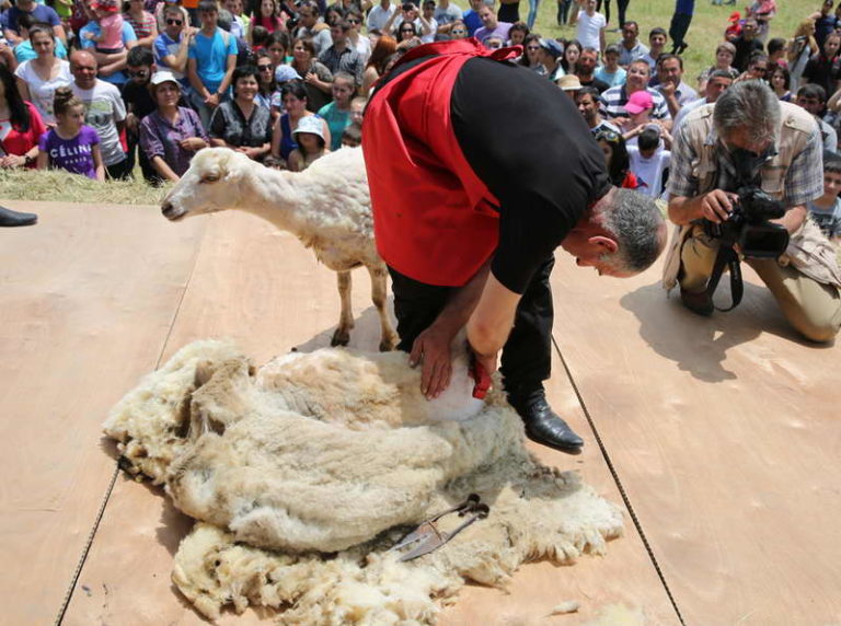 Sheep Shearing Festival in Armenia - Armenian Trip